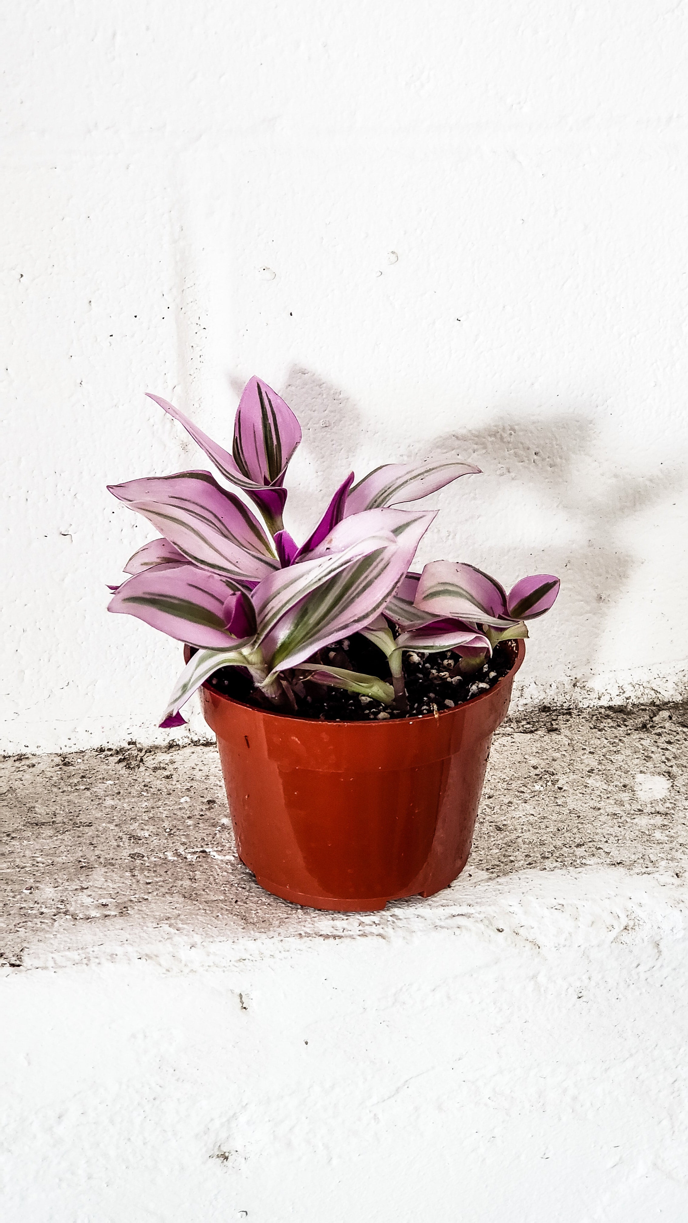 Tradescantia-Nanouk Pink 4 inch | West Bottoms Plant Co