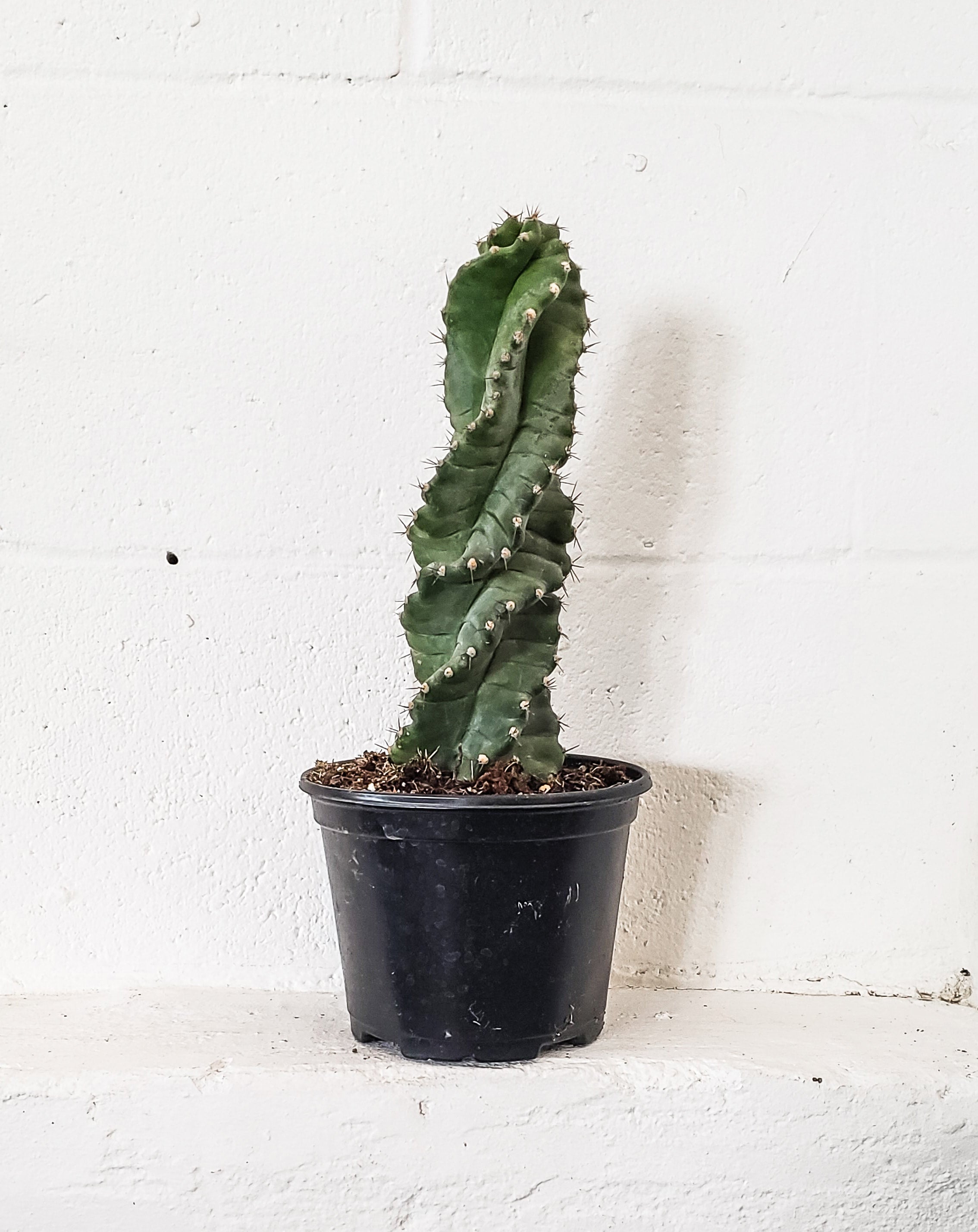 Spiral Cactus 6" | West Bottoms Plant Co